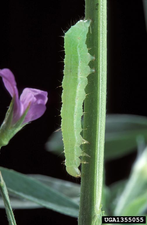 alfalfa looper (Autographa californica (Speyer))