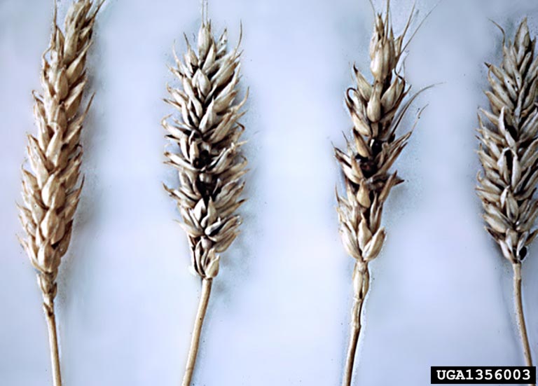 wheat seed-gall nematode (Anguina tritici)