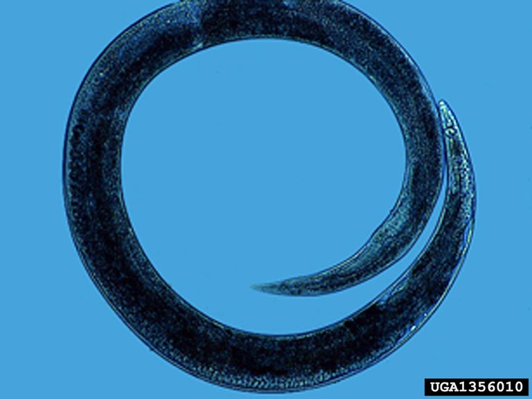 wheat seed-gall nematode (Anguina tritici (Steinbuch, 1799) Chitwood, 1935)