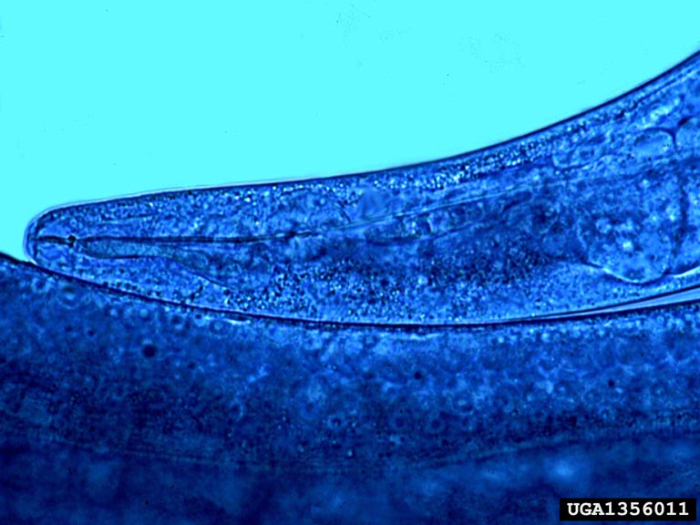 wheat seed-gall nematode (Anguina tritici (Steinbuch, 1799) Chitwood, 1935)
