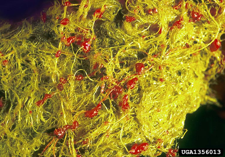 barley root-knot nematode (Meloidogyne naasi Franklin, 1965)