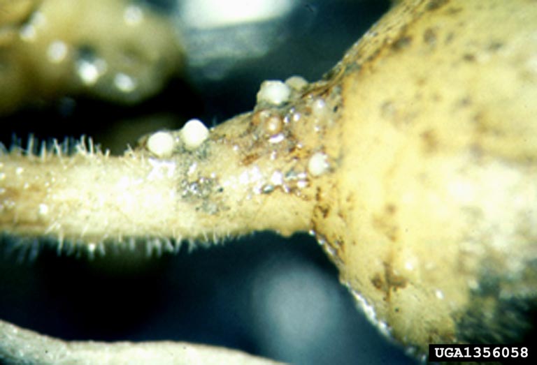 potato cyst nematode (Globodera rostochiensis)