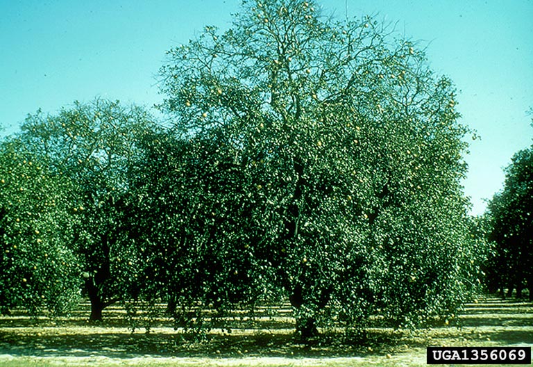 burrowing nematode (Radopholus similis (Cobb, 1893) Thorne, 1949)