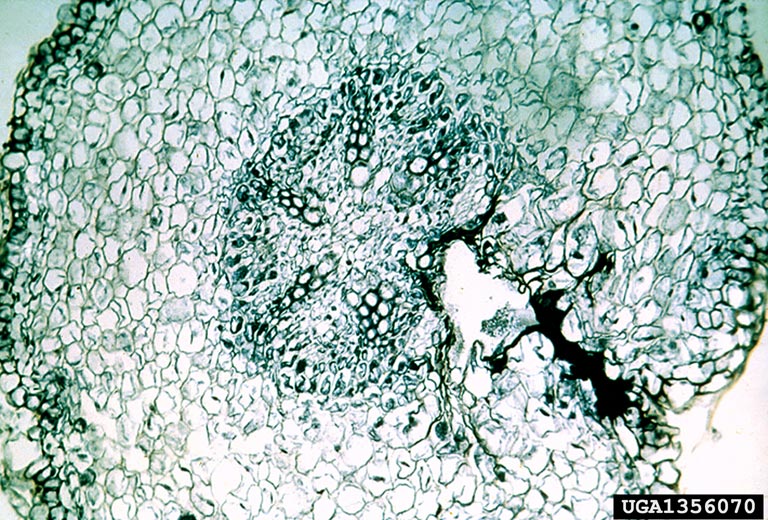 burrowing nematode (Radopholus similis)
