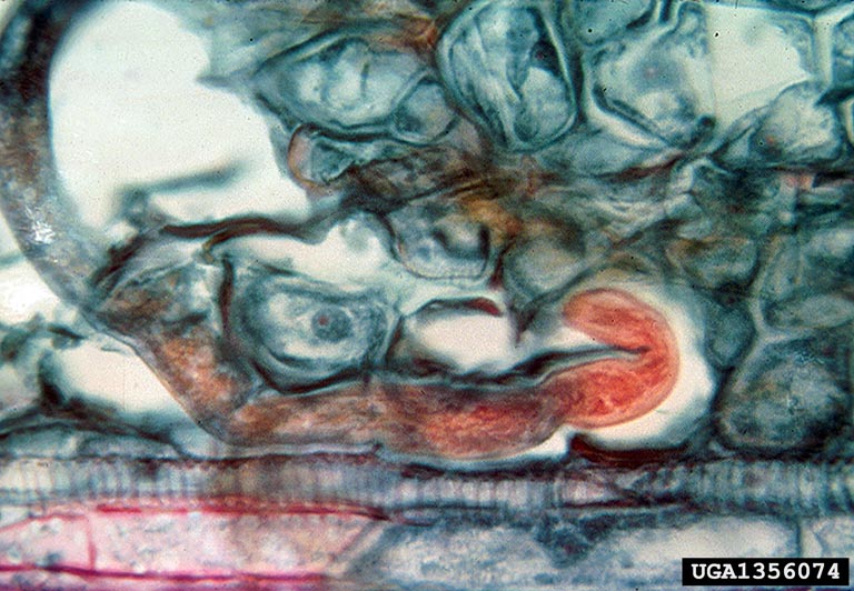 burrowing nematode (Radopholus similis (Cobb, 1893) Thorne, 1949)