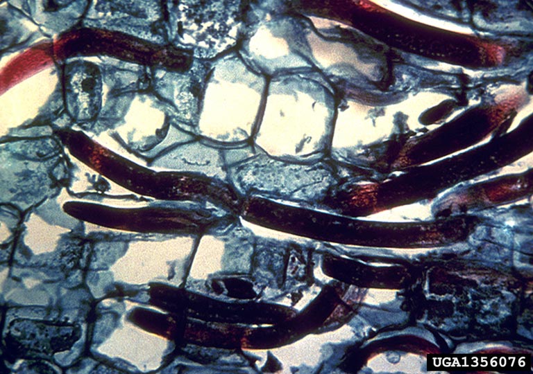burrowing nematode (Radopholus similis (Cobb, 1893) Thorne, 1949)