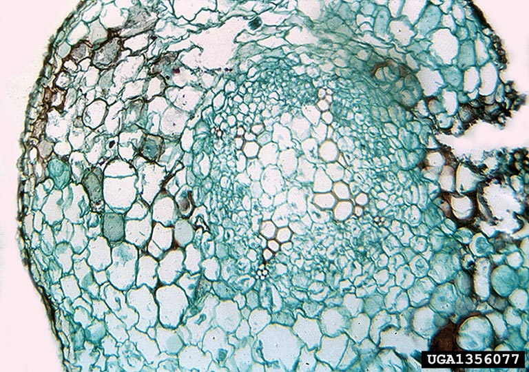 burrowing nematode (Radopholus similis (Cobb, 1893) Thorne, 1949)