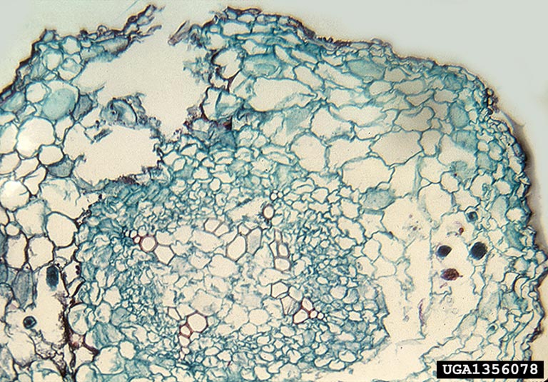burrowing nematode (Radopholus similis)