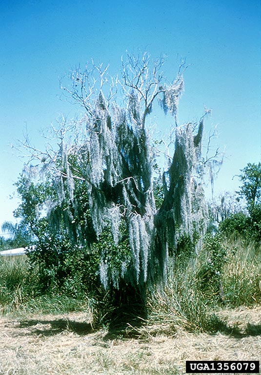 burrowing nematode (Radopholus similis), Radopholus similis (Tylenchida ...