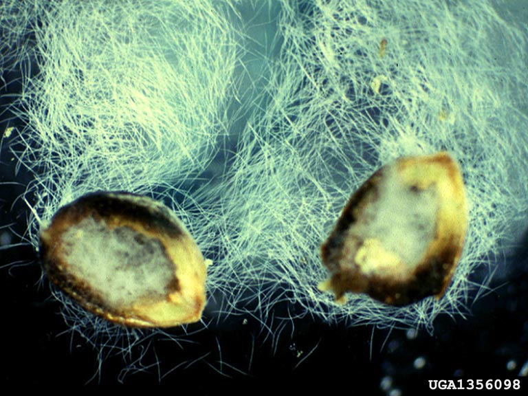 wheat seed-gall nematode (Anguina tritici (Steinbuch, 1799) Chitwood, 1935)