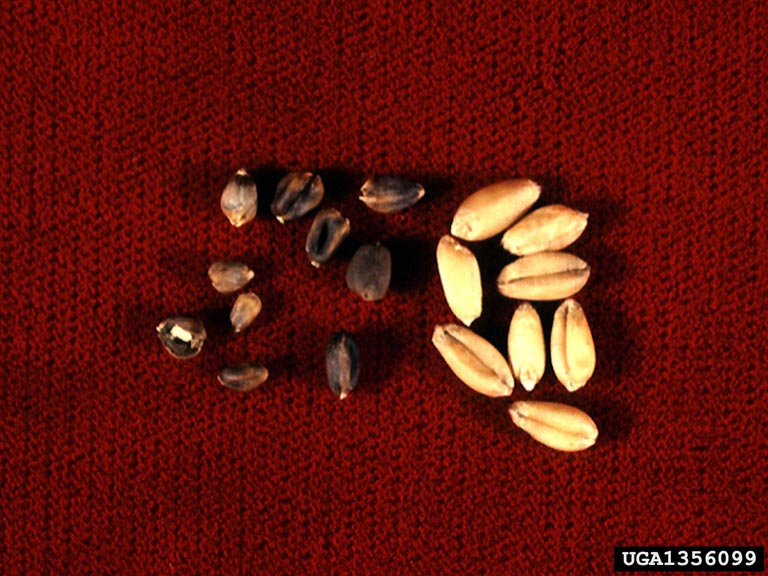 wheat seed-gall nematode (Anguina tritici)