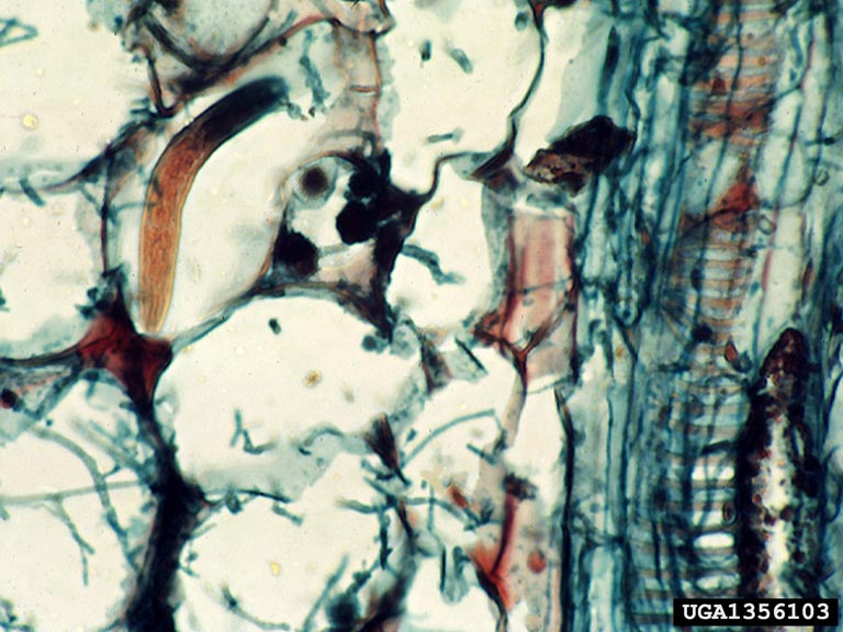 burrowing nematode (Radopholus similis (Cobb, 1893) Thorne, 1949)