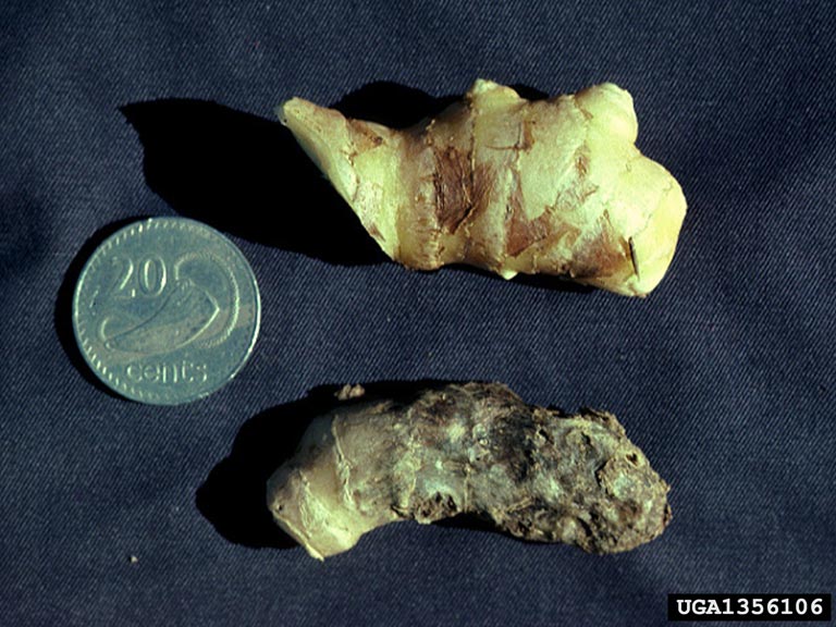 burrowing nematode (Radopholus similis (Cobb, 1893) Thorne, 1949)