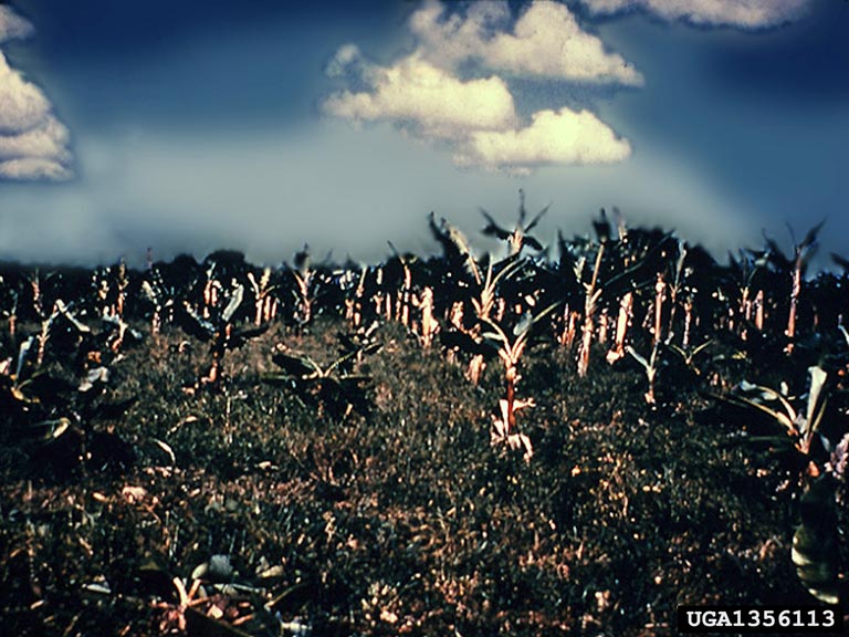 burrowing nematode (Radopholus similis)