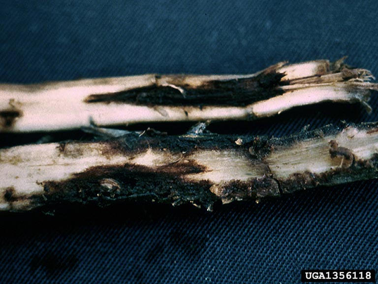 burrowing nematode (Radopholus similis)