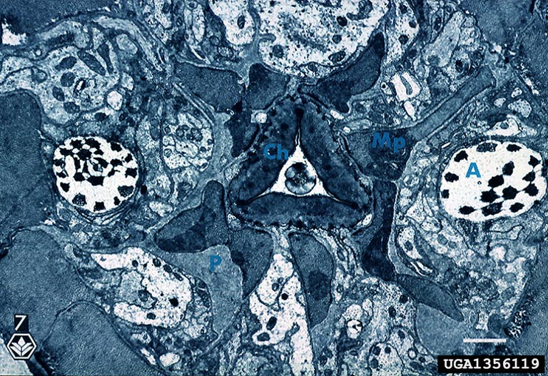 needle nematode (Longidorus leptocephalus Hooper, 1961)