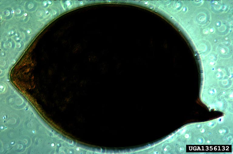 potato cyst nematode (Globodera rostochiensis (Wollenweber) Behrens)