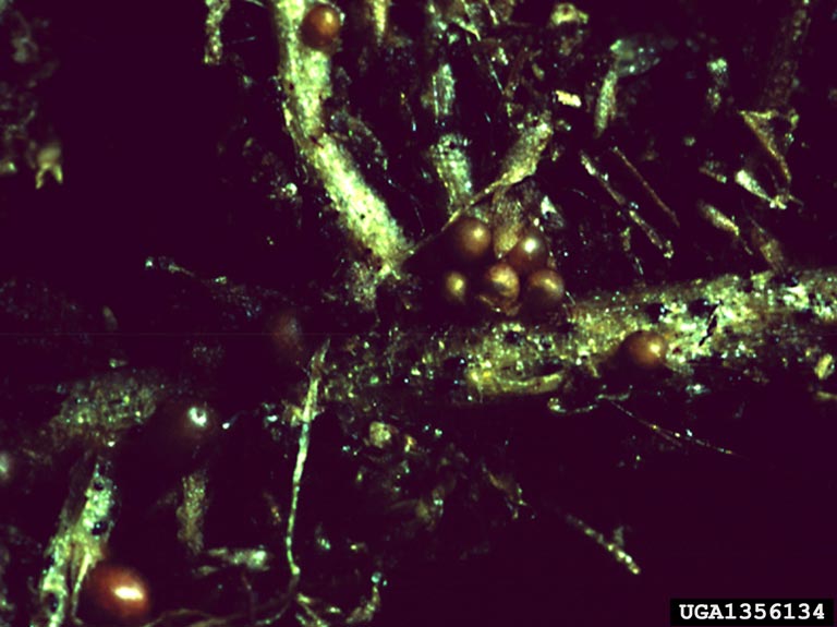 potato cyst nematode (Globodera rostochiensis)