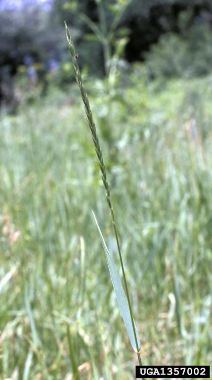 quackgrass (Elymus repens (L.) Gould)