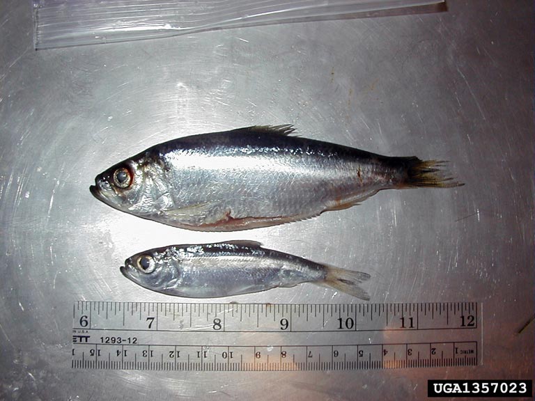 alewife (Alosa pseudoharengus)