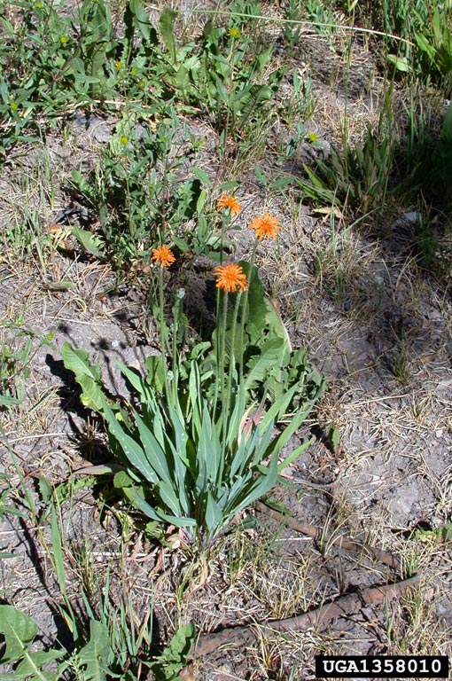 orange agoseris (Agoseris aurantiaca (Hook.) Greene)