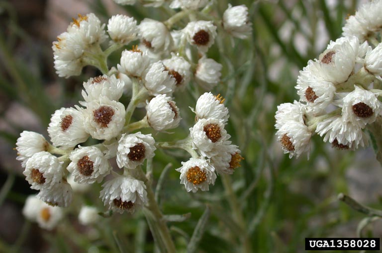pearly everlasting (Anaphalis margaritacea)