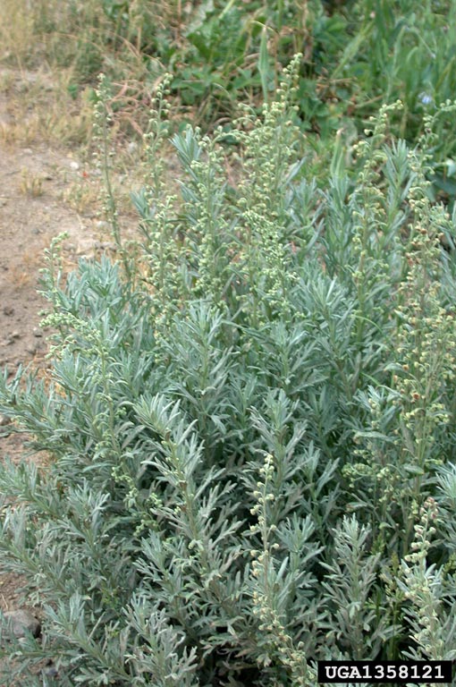 absinth wormwood (Artemisia absinthium L.)