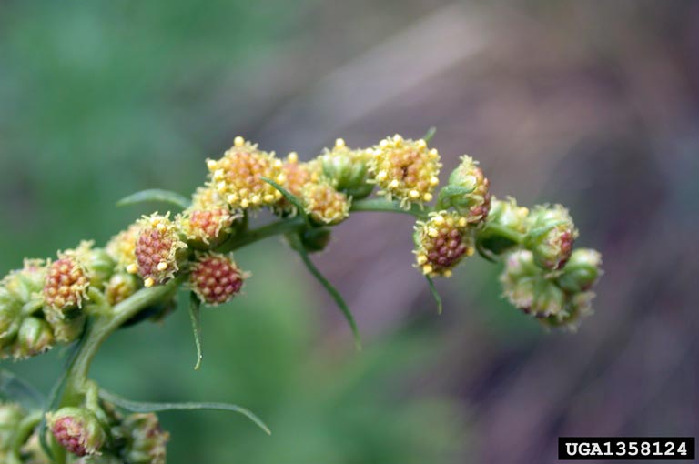 common sagewort (Artemisia campestris L)
