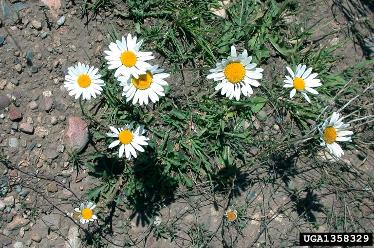 oxeye daisy (Leucanthemum vulgare Lam.)