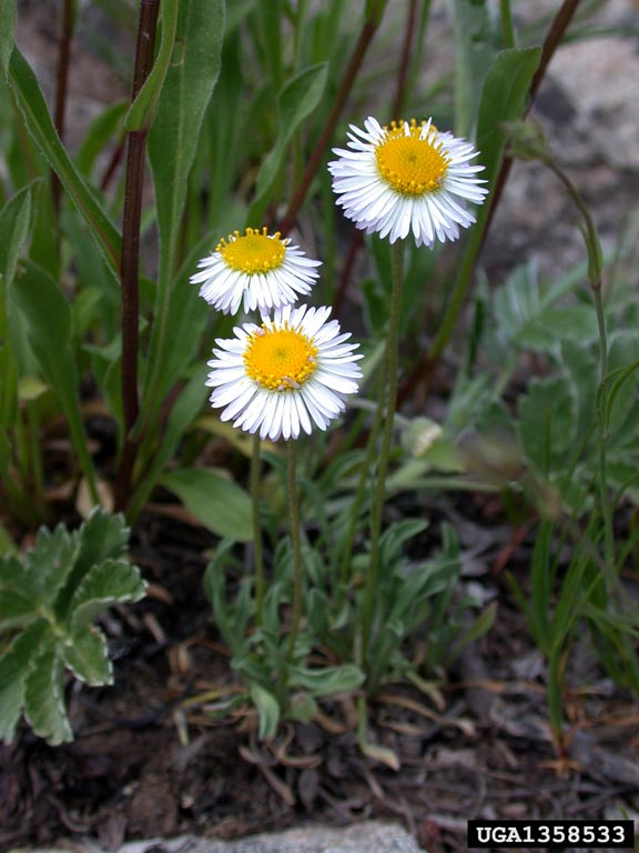 trailing fleabane (Erigeron flagellaris)