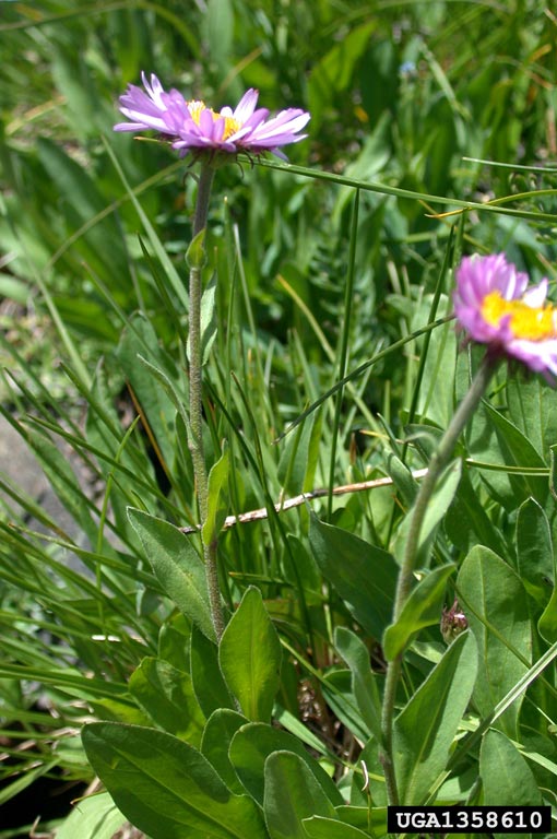 subalpine fleabane (Erigeron peregrinus (Banks ex Pursh) Greene)