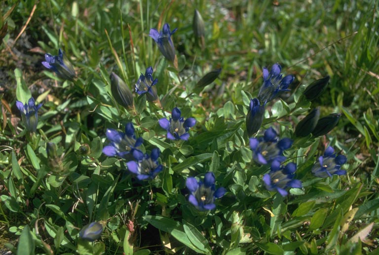 Rainier pleated gentian (Gentiana calycosa)
