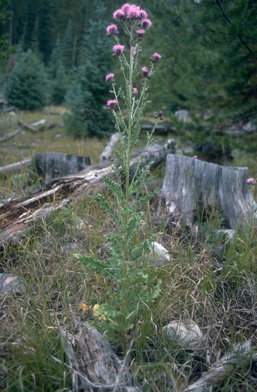 thistle (Genus Cirsium)