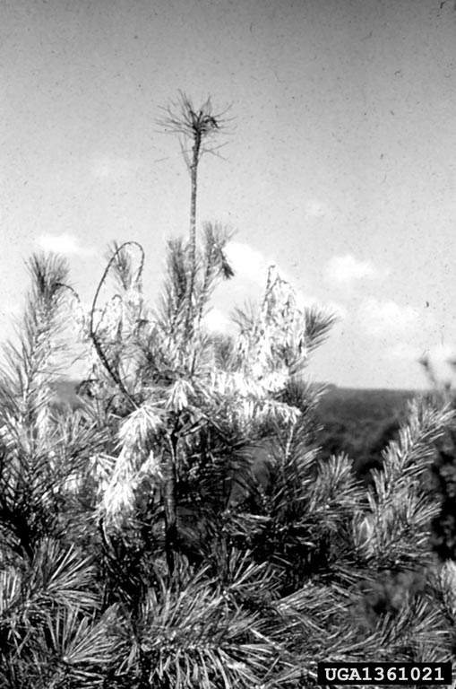 white pine weevil (Pissodes strobi (Peck, 1817))