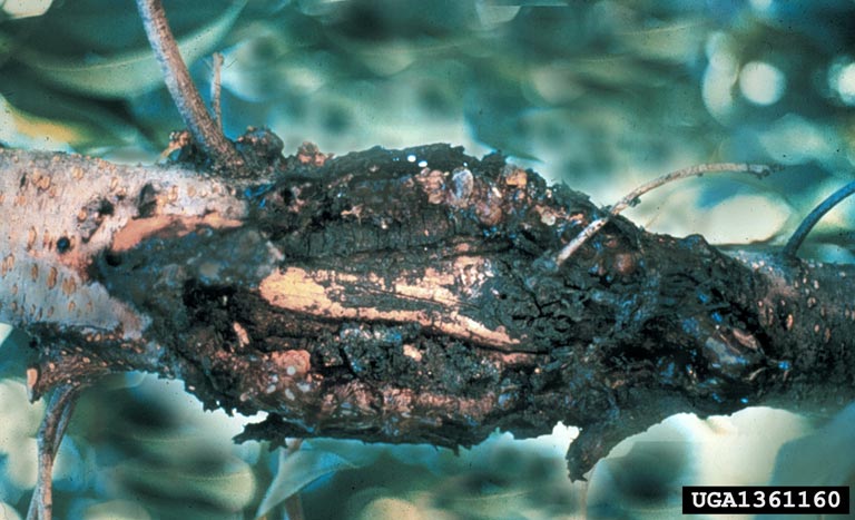Cytospora cankers (Genus Cytospora)