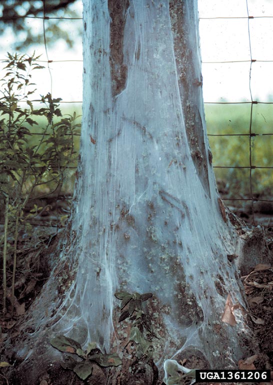 bark lice (family Psocidae) (Family Psocidae)