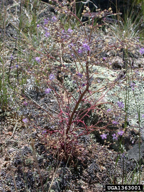 sticky gilia (Gilia pinnatifida)
