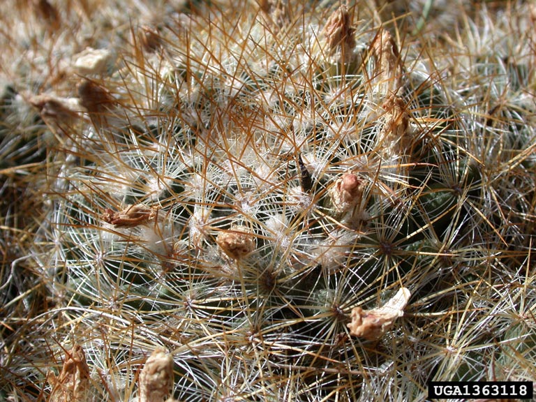 spinystar cactus (Escobaria vivipara var. vivipara (Nutt.) Buxbaum)