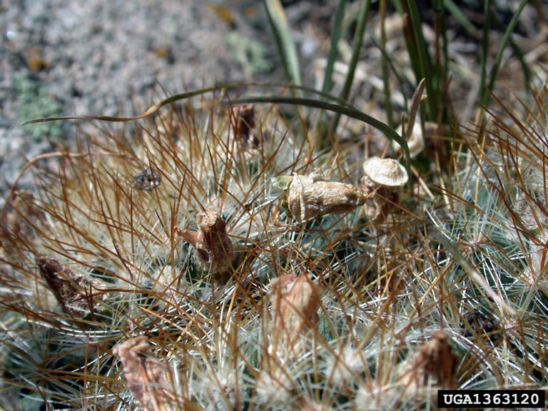 spinystar cactus (Escobaria vivipara var. vivipara (Nutt.) Buxbaum)