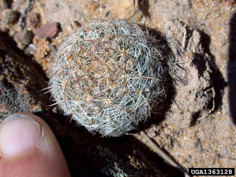 spinystar cactus (Escobaria vivipara var. vivipara (Nutt.) Buxbaum)