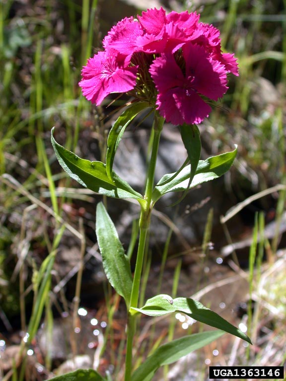 carnation (Genus Dianthus L.)