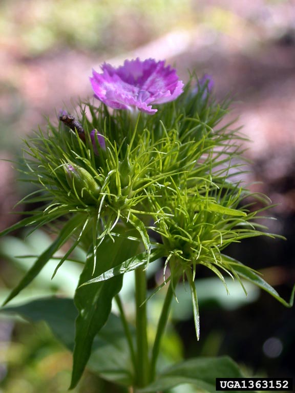 carnation (Genus Dianthus)