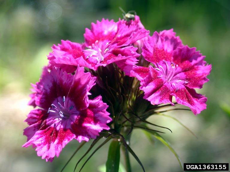 carnation (Genus Dianthus L.)