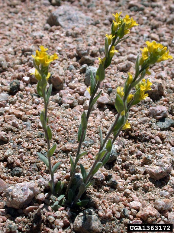 golden draba (Draba aurea Vahl ex Hornem)