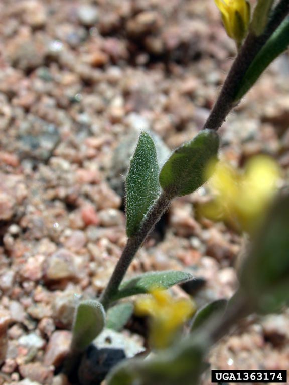 golden draba (Draba aurea Vahl ex Hornem)