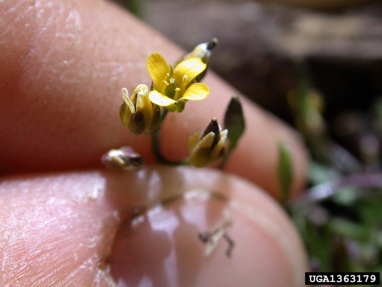 snowbed draba (Draba crassifolia Graham)