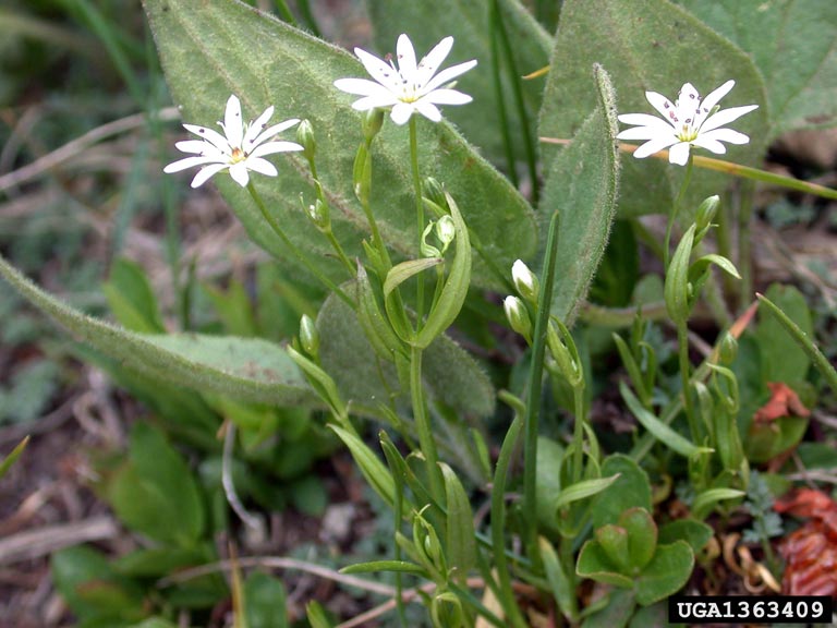 Alaska chickweed (Stellaria longipes Goldie)