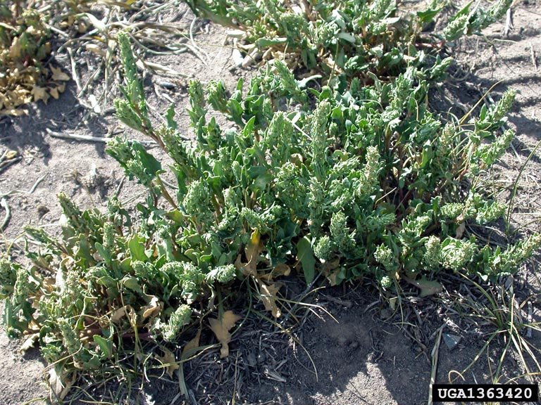 western seepweed (Suaeda calceoliformis)