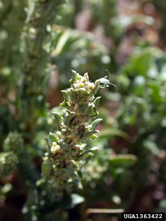 western seepweed (Suaeda calceoliformis)