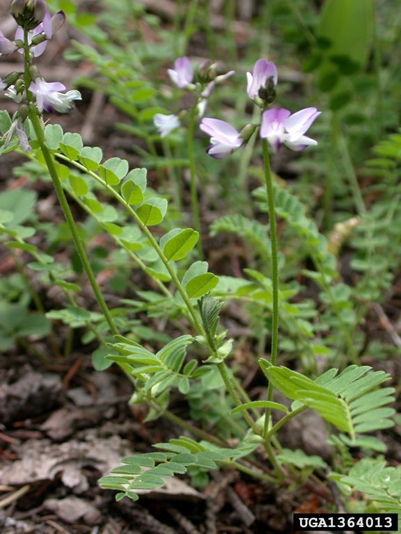 alpine milkvetch (Astragalus alpinus L.)